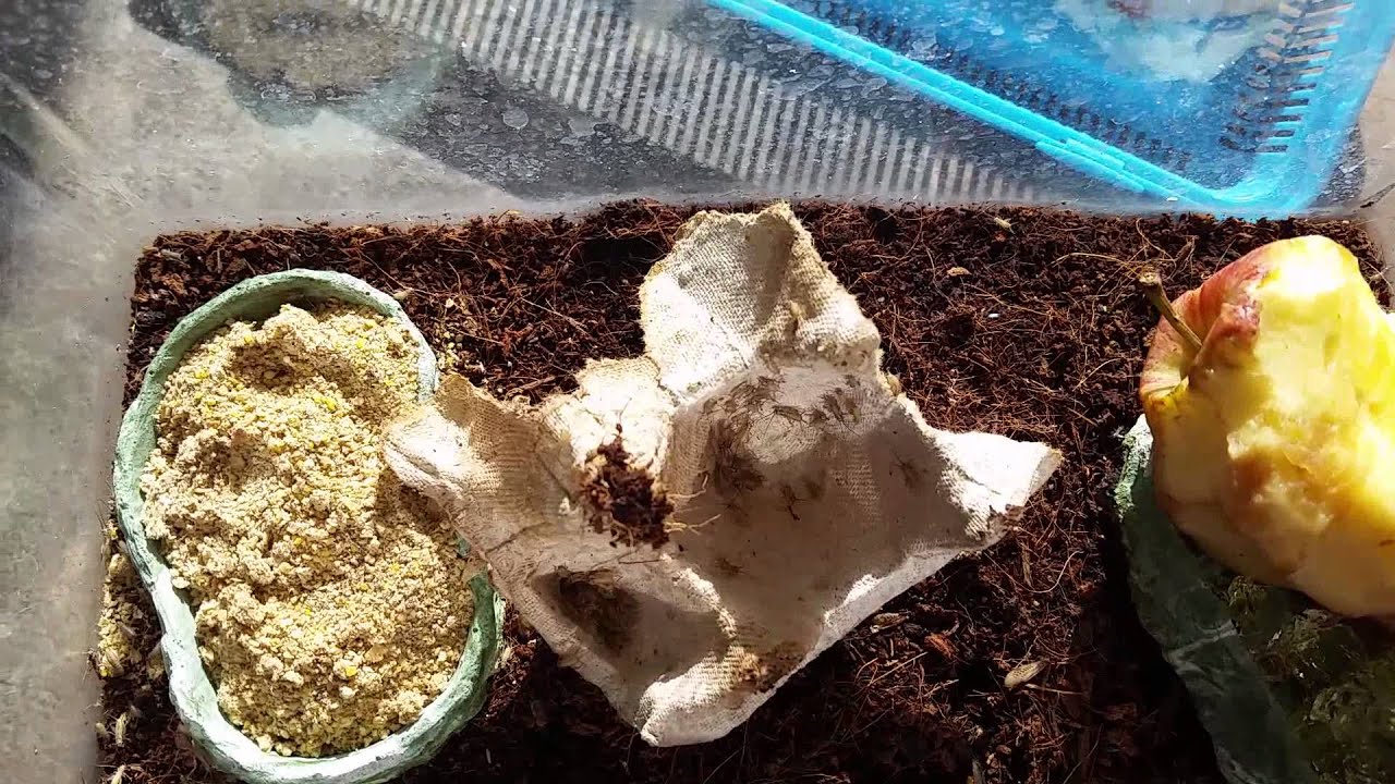 Baby crickets - YouTube