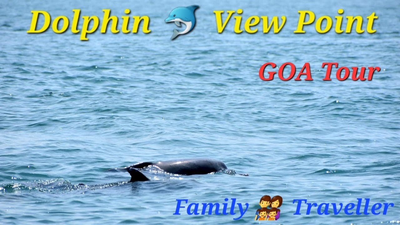 Candolim Beach Dolphin Tour, North Goa - YouTube