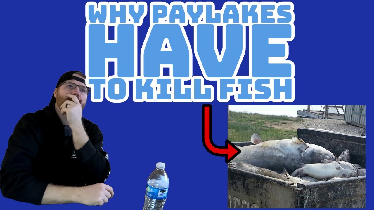 WHY Paylakes HAVE to KILL Fish! *Never Before SEEN* Trophy Catfish ...