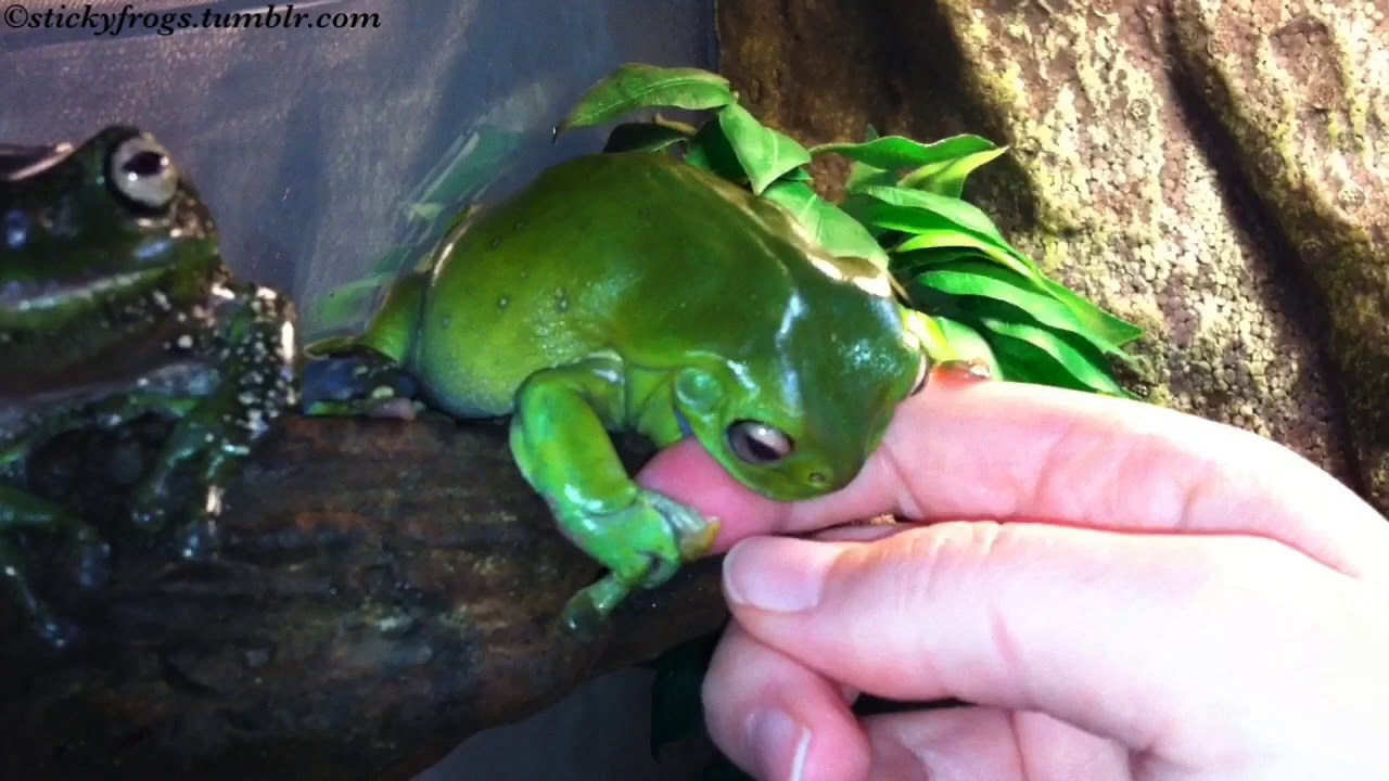 Today’s Frog-of-Judgement is Gumby! - YouTube