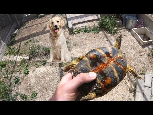Herida De Mordedura De Tortuga Mordedora 1.400+ Tortuga Mordedora