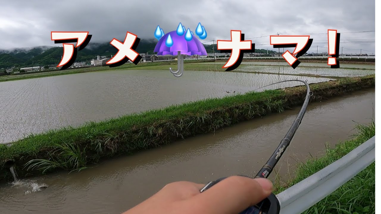 【釣り】梅雨はナマズが最高か ️ジメジメ憂鬱を吹き飛ばす爆音捕食😁 デイナマ 2024#03 - YouTube
