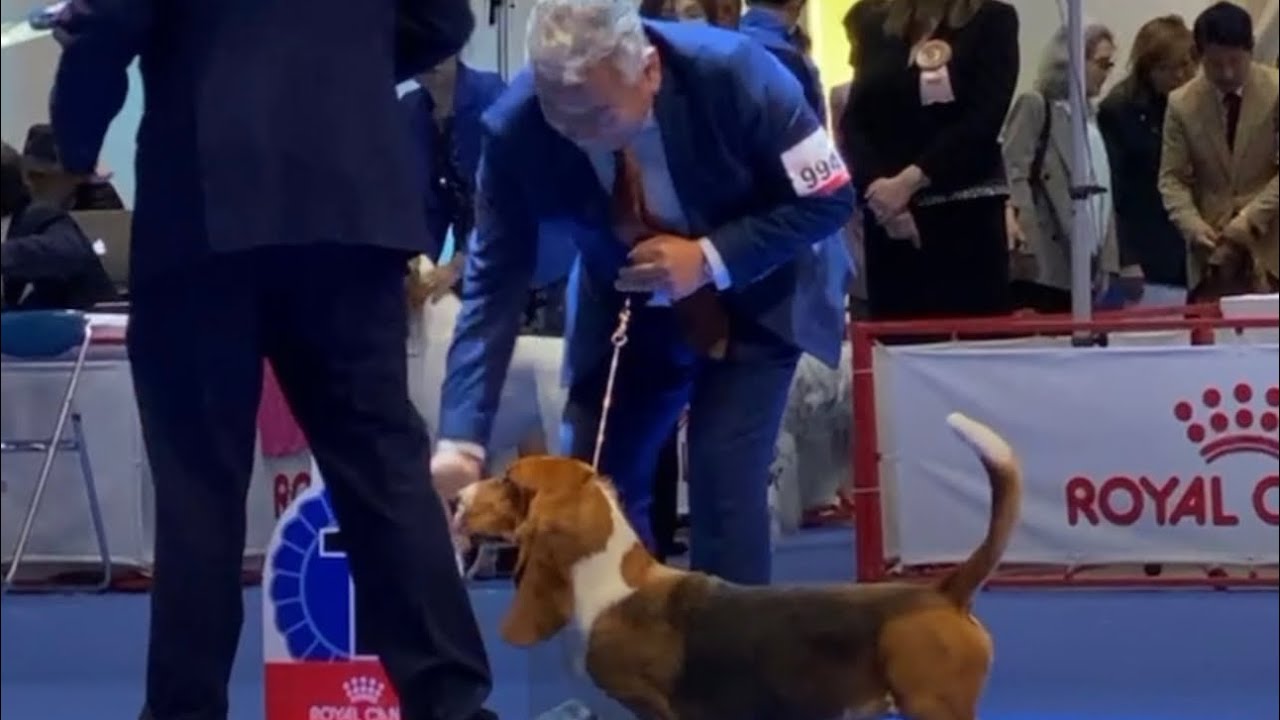 JKC Sakura Annual 2024 Dog Show Group6 - YouTube