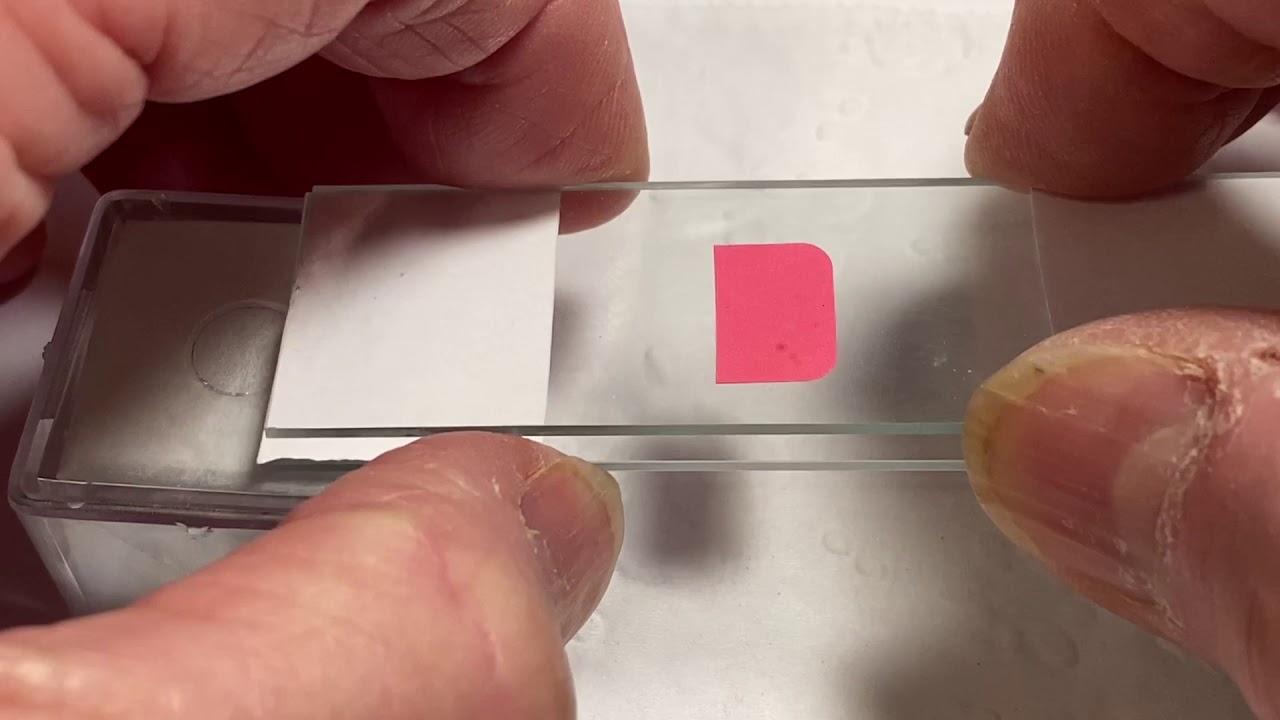 Whole Insect Slide Making Part 2 - YouTube