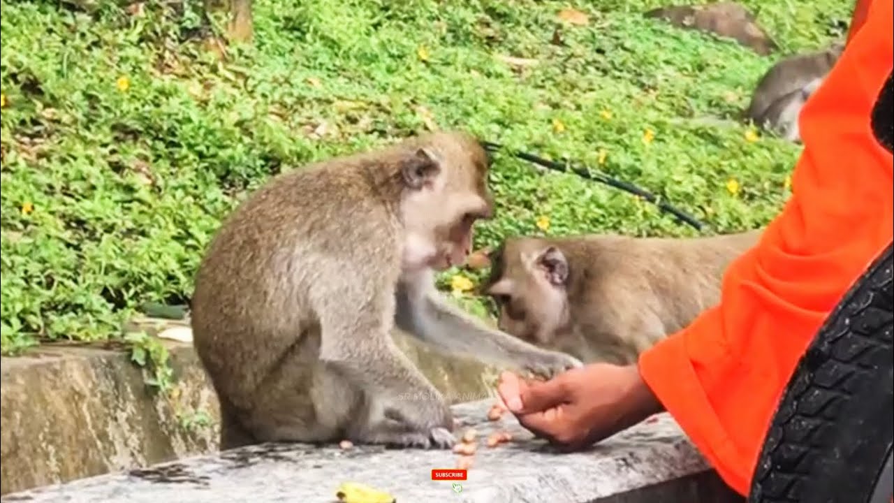 Wild Monkey On The Way....The Monk Sharing Peanut To Wild Monkey - YouTube