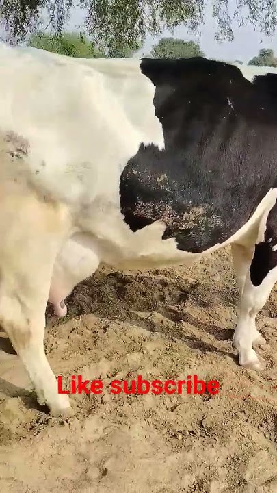 Hf cow First time 45milk record rate 250000 - YouTube