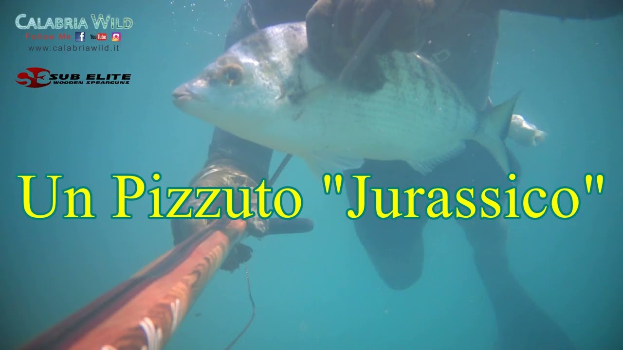 Un "Jurassic" Sarago Pizzuto 🌊🐍💙#spearfishing #pescasub - YouTube