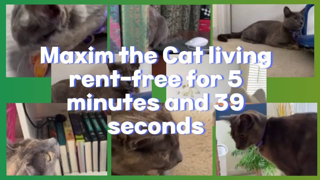 Maxim the Cat living rent-free for 5 minutes and 39 seconds - YouTube