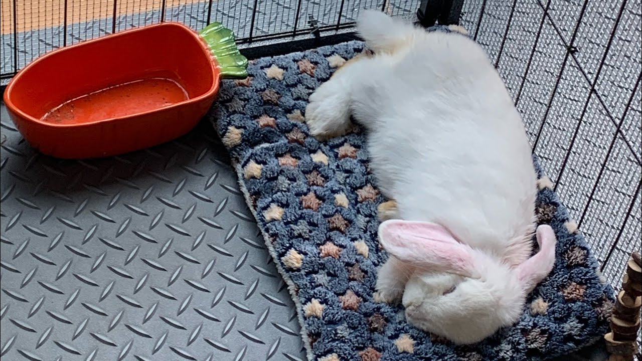 Meet Daisy my pet bunny - YouTube