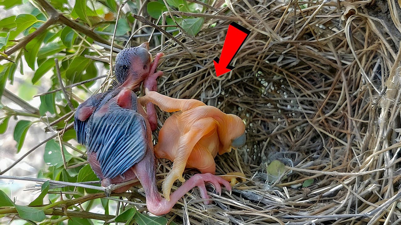 A baby cuckoo is trying to knock down another baby @BirdsofNature107 ...