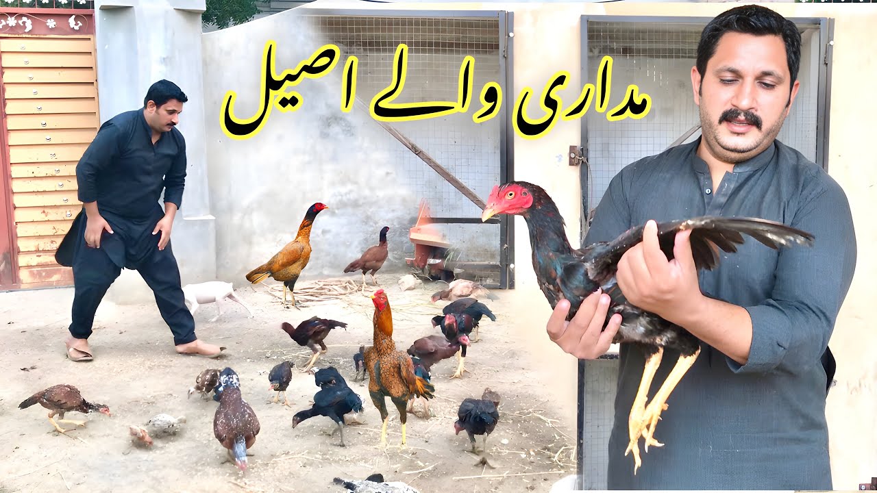 New entry aseel hens and chicks at Nadeem shah aseel farm - YouTube