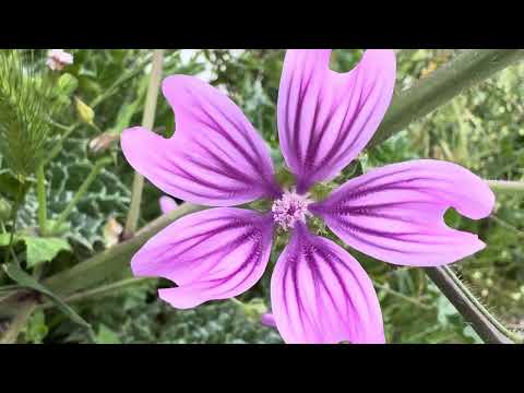 Büyük ebegümeci, Malva sylvestris, 11 Mayıs 2025