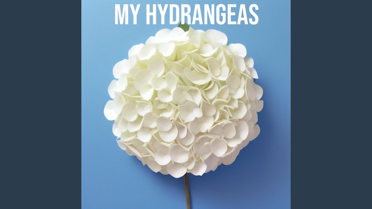 My Hydrangeas - YouTube
