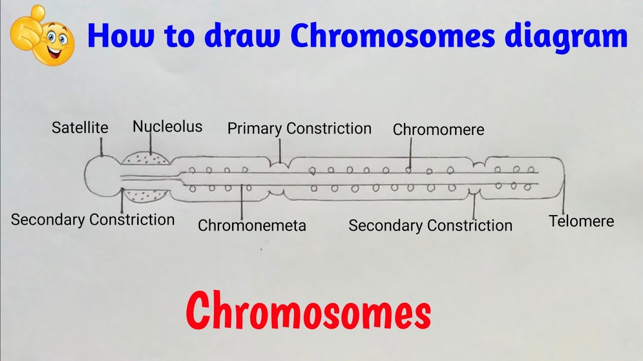 how to draw chromosome | chromosome drawing easy - YouTube