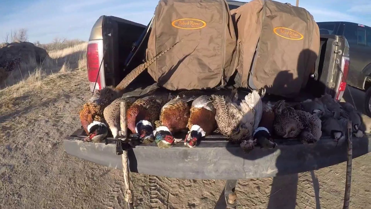 Nice day Pheasant hunting colorado 2017 - YouTube