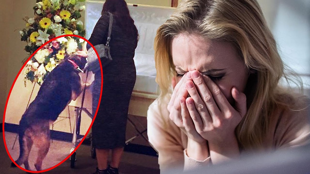 After Owner’s Death, Heartbroken Dog Attends Funeral— Leaves Whole Room ...