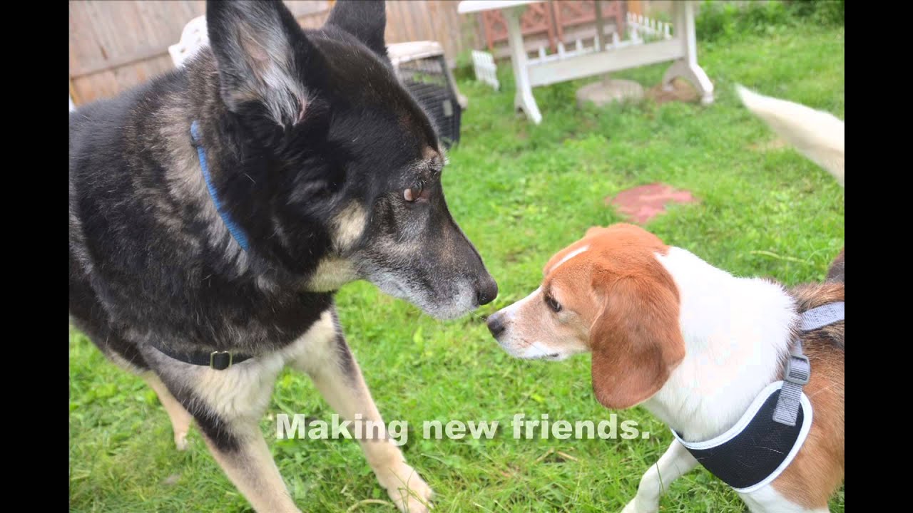 Beagle Freedom Project - East Coast Rescue #1 - YouTube