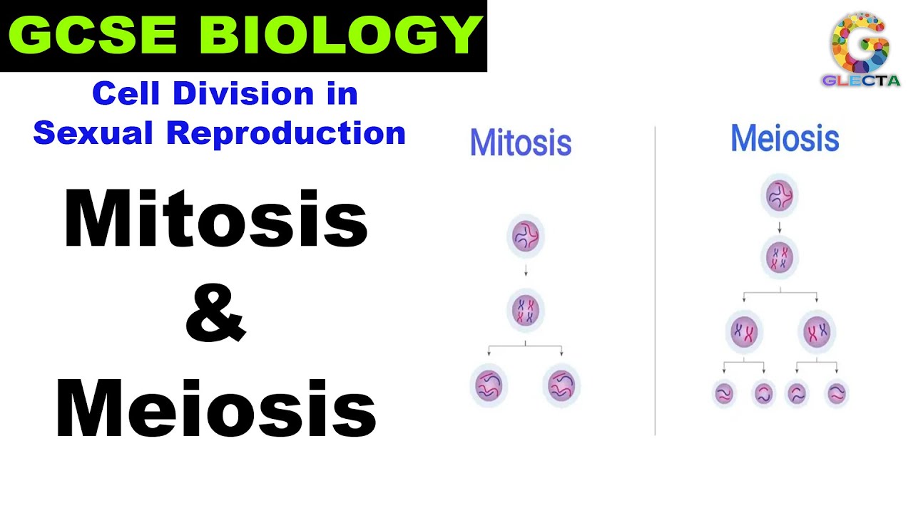 Sexual Reproduction Meiosis
