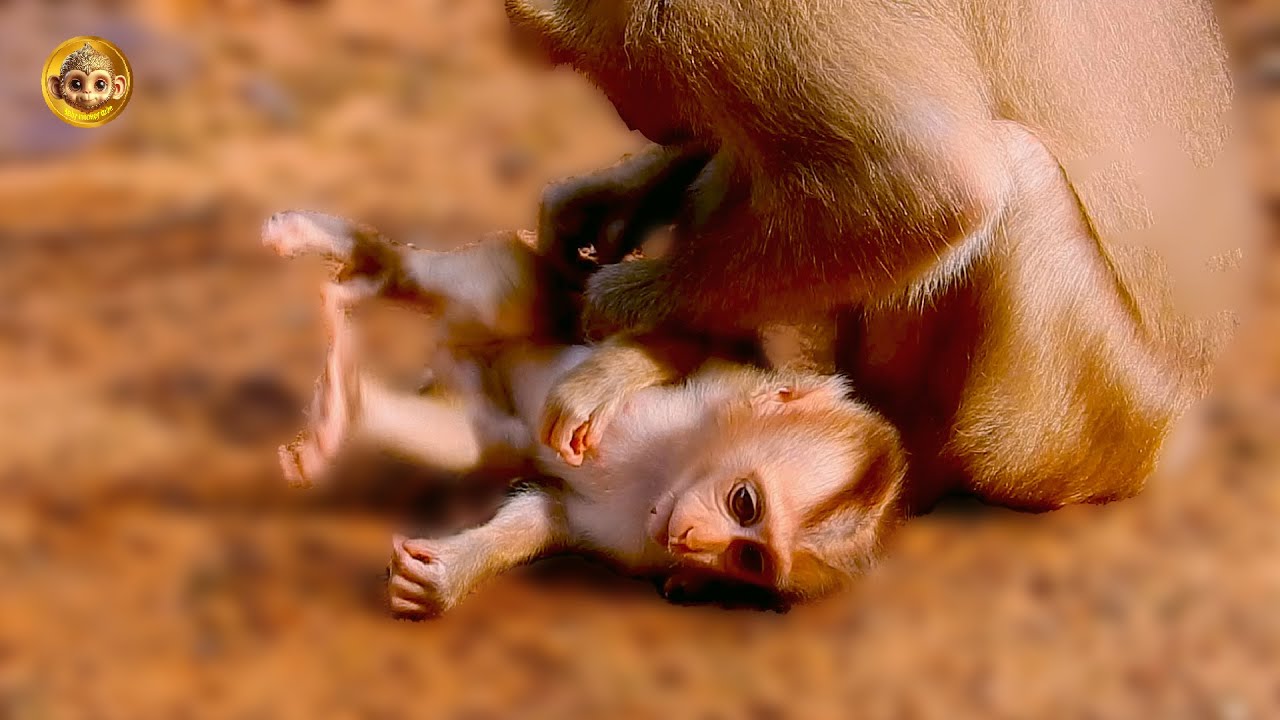 Why Does Baby Monkey Look So Sad and Upset? - YouTube