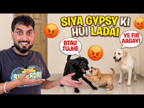 New Family Member Se Siya Gypsy Ki Ladai Ho Gyi