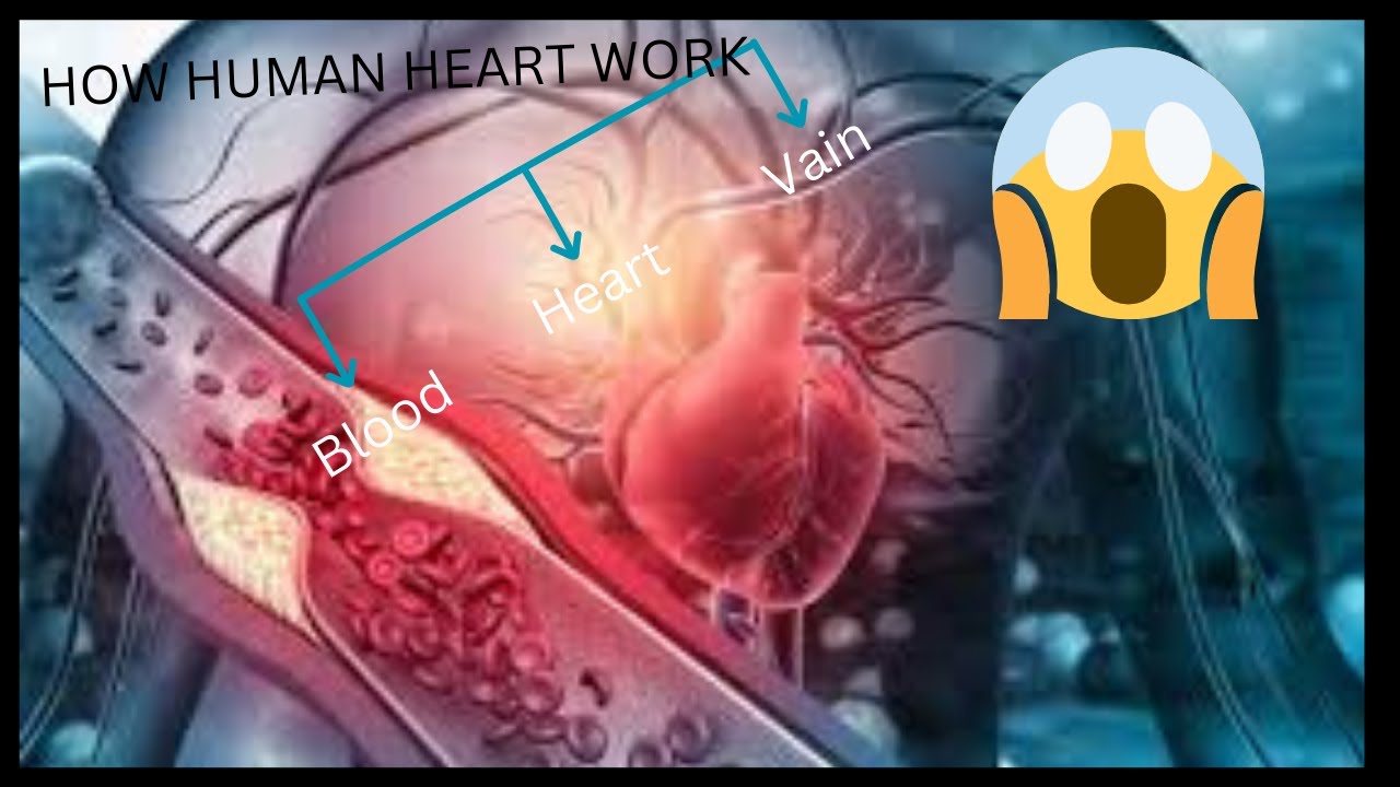 How human heart work #biology #life #humanorgan #heart - YouTube
