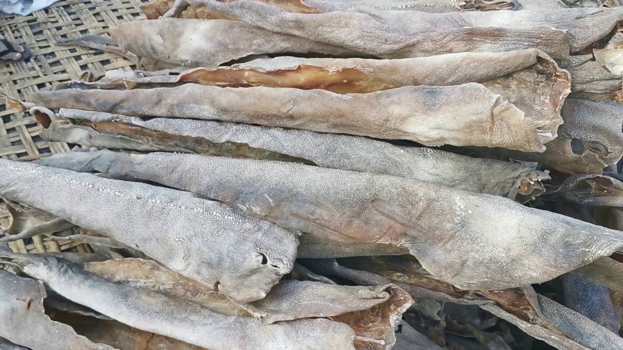 How to Drying Shark Skin & Fin | Fish Maw Bangladesh | Fish maw ...