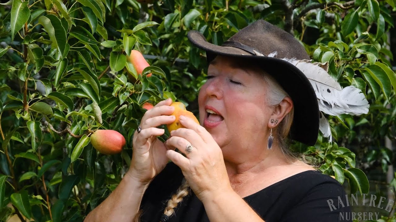 Raintree Nursery Fruit Feature: Harrow Delight European Pear! - YouTube