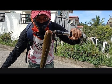 CASTING IKAN GABUS DIKALI COR CORAN#kanggabugkalidawir# - YouTube