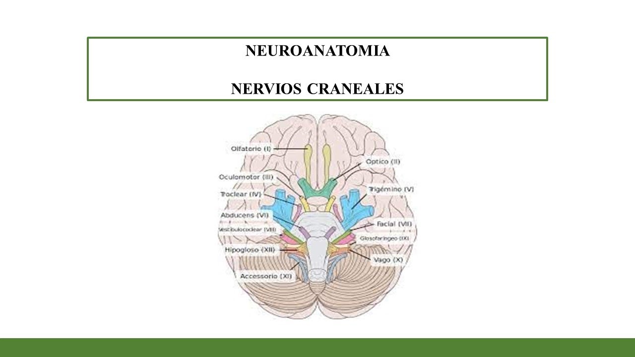 Nervios Craneales - Neuroanatomía básica #NEUROANATOMÍA - YouTube
