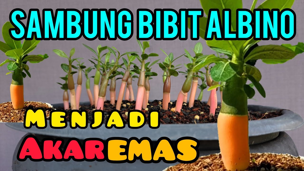 ADENIUM ALBINO CIPTAKAN AKAR EMAS .PROSES GRAFTING 40 HARI - YouTube
