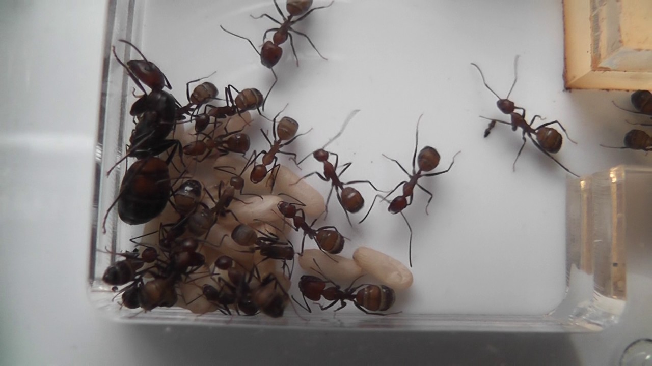Newly Laid Ant Eggs - YouTube