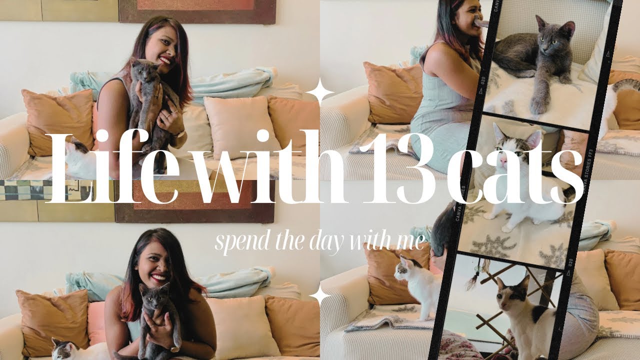 Life with 13 cats Part 2 🐱 | Cat person | Petsitting for fun ♥️ - YouTube