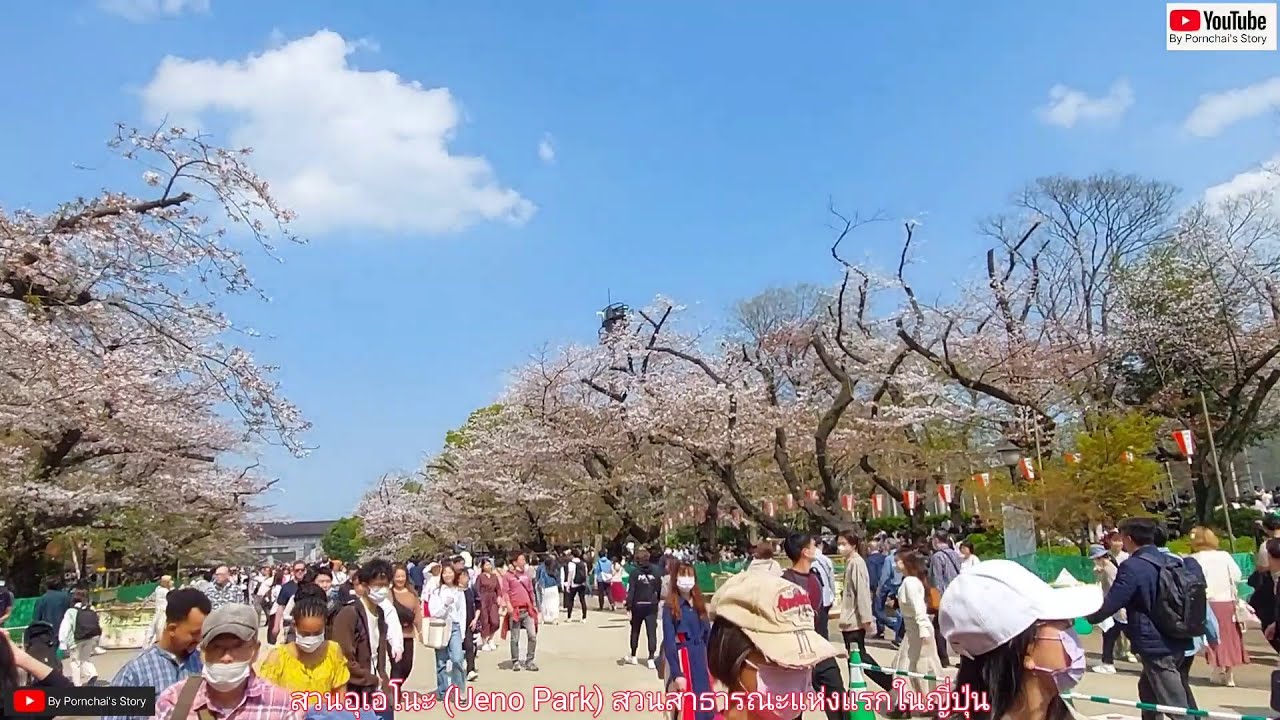 พาชมซากุระบานสวนอุเอโนะ(Ueno Park/上野公園)อยู่ในเขตไทโต(Taito-ku)ของ ...