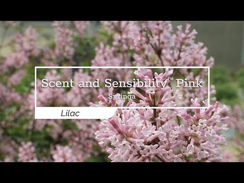 30 Seconds with Scent and Sensibility™ Pink Lilac