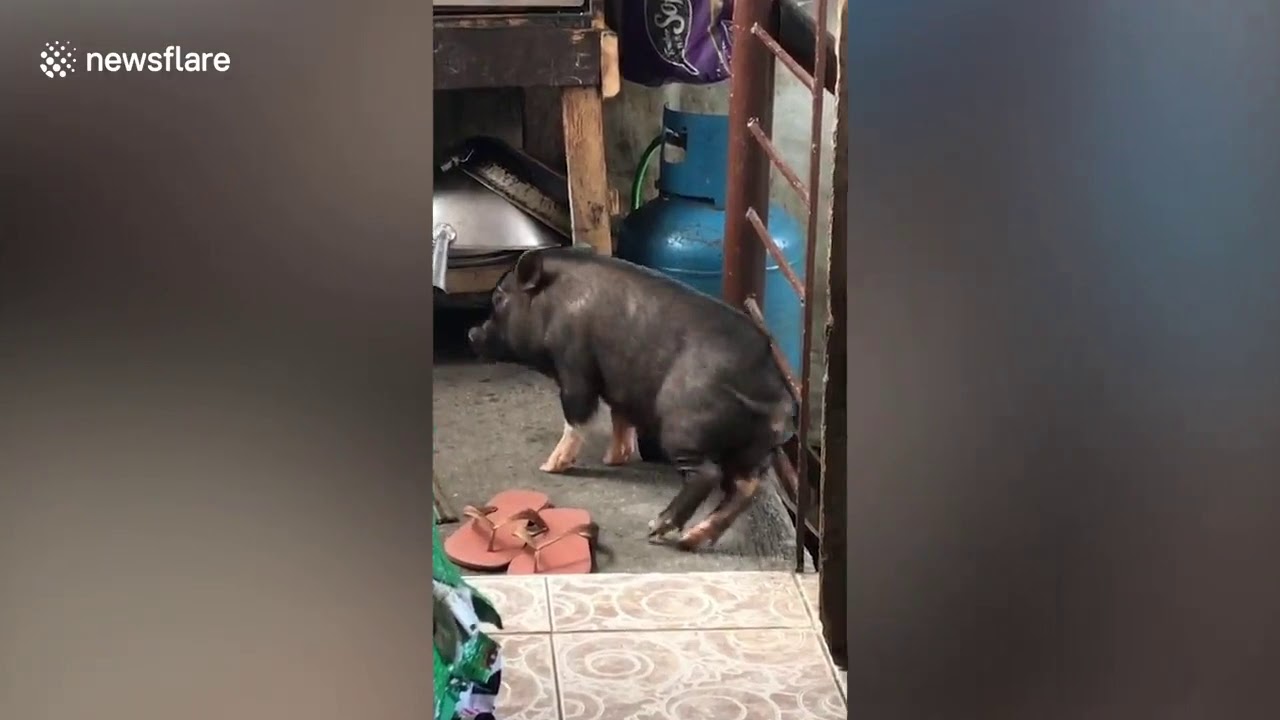 Pet pig caught scratching her back on a gate - YouTube