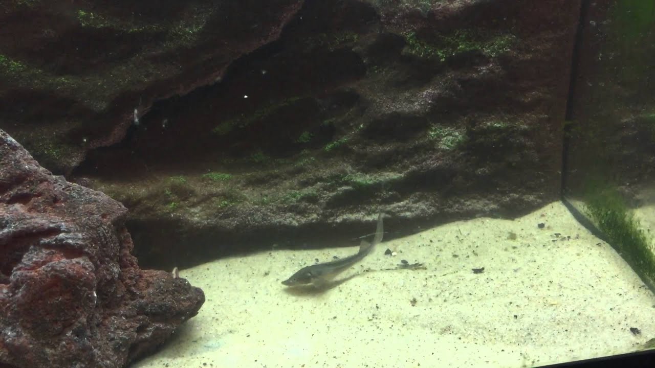 new baby sturgeon fish - YouTube