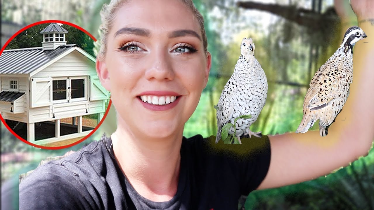 MOVING MY QUAILS INTO THEIR NEW QUAIL MANSION! | NICOLE SKYES - YouTube