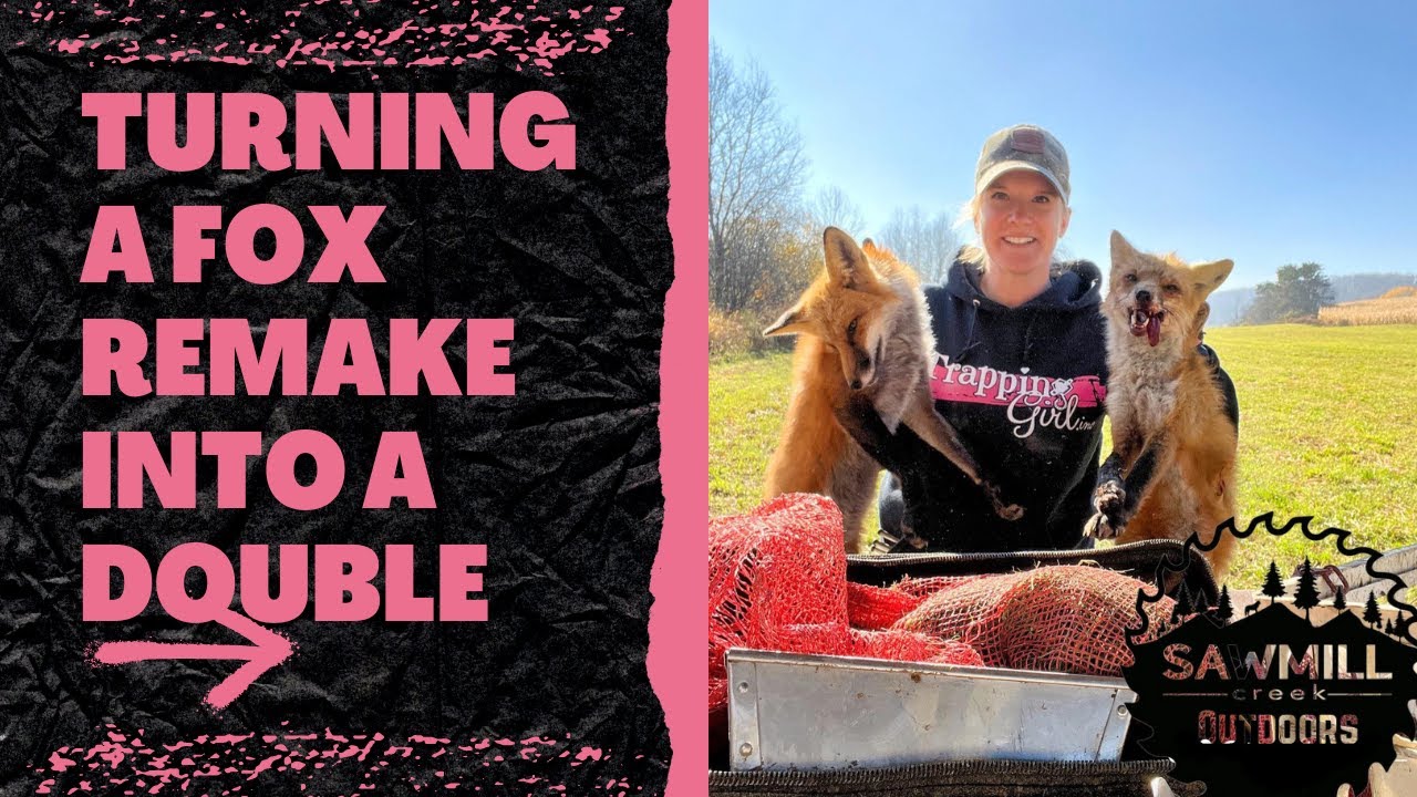 Linda (Trapping Girl) turns a first night red fox catch into a double ...