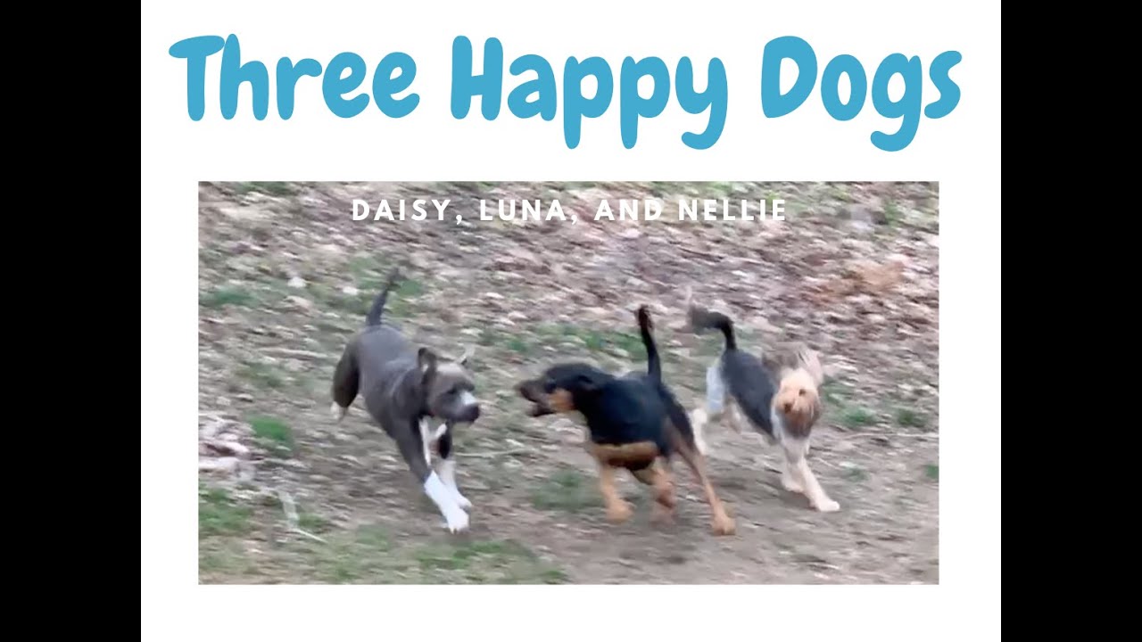 3 Happy Dogs SD 480p - YouTube