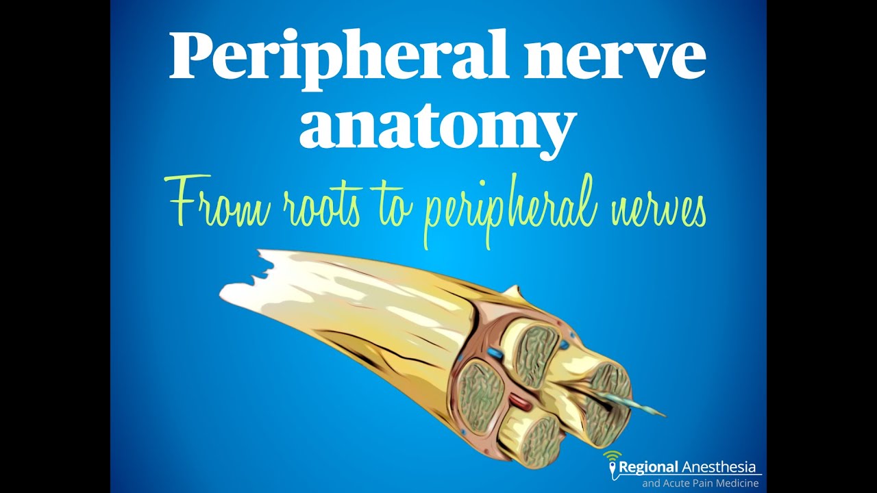 Peripheral Nerve Anatomy: From Roots to Peripheral Nerves - YouTube