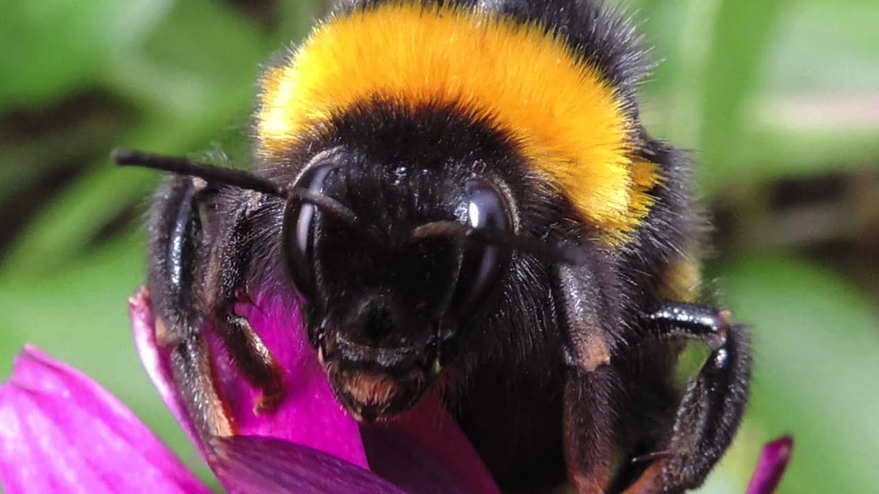 Bombus terrestris 12 Gennaio 2014 HD 1080p - YouTube
