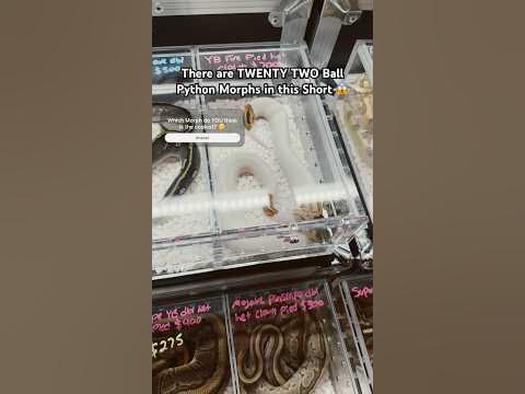 🐍 22 Pythons 🐍 - YouTube