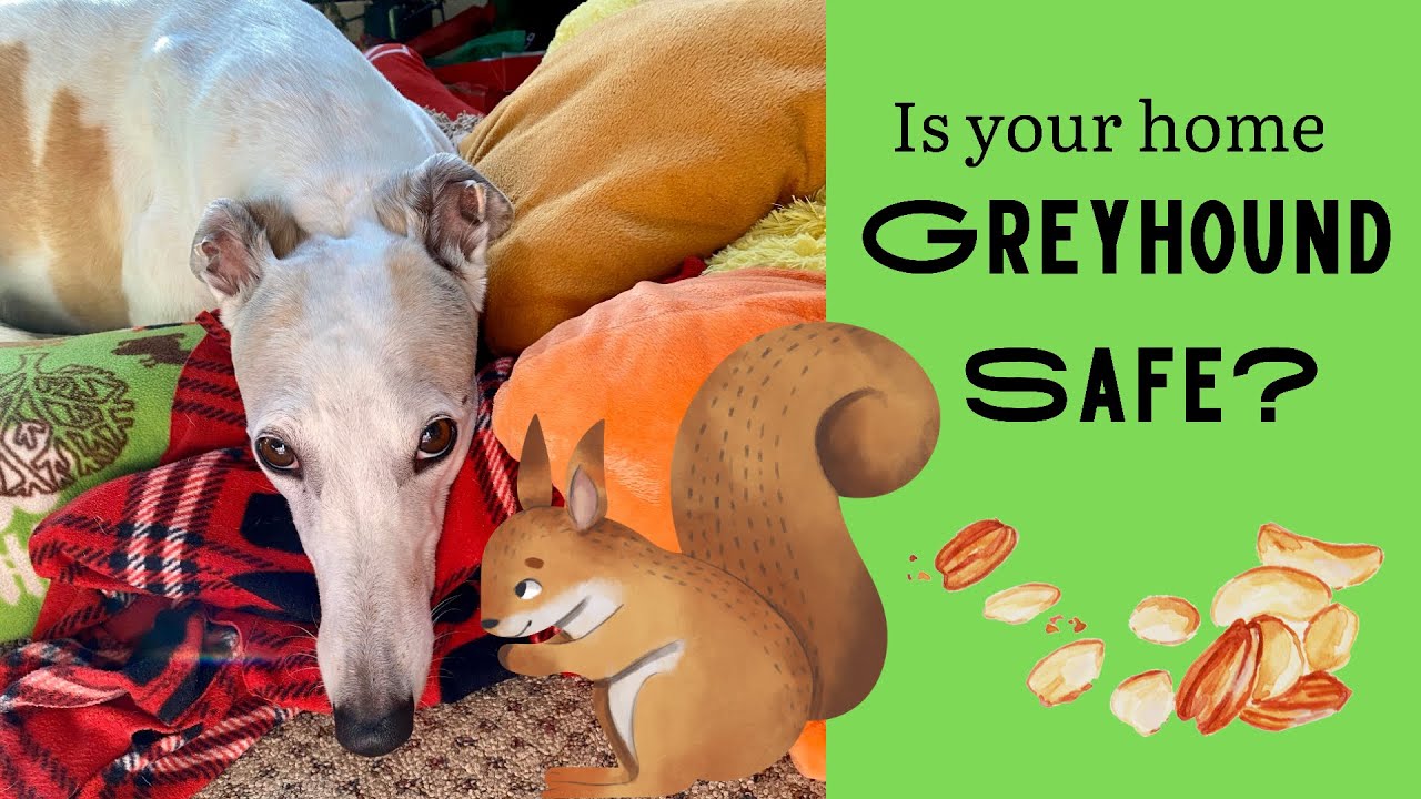 12 Greyhound Home Safety Tips [greyhound adoption] - YouTube