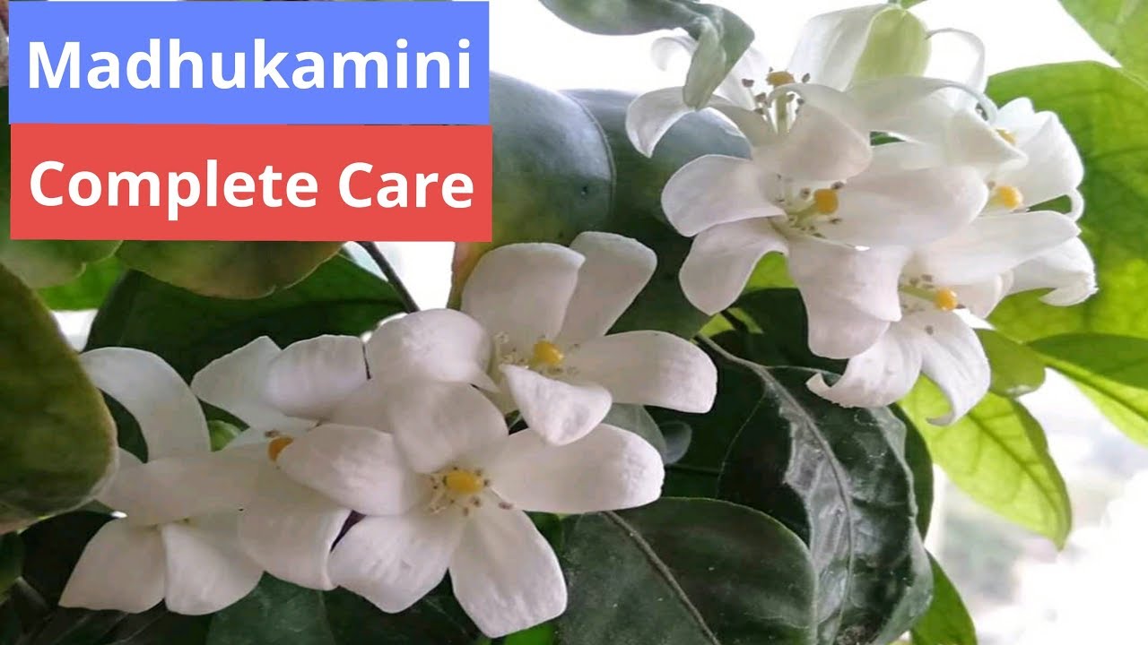 Madhukamini/ Kamini one of the best Fragrant flower plant, Orange ...