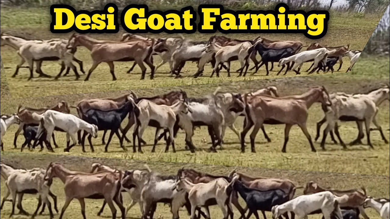 Goat Farming Odisha //desi Goat Farming Odisha //#efarmingodisha # ...
