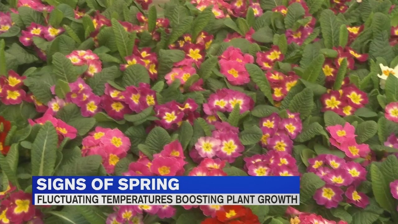 Signs of Spring as fluctuating temperatures boost plant growth - YouTube
