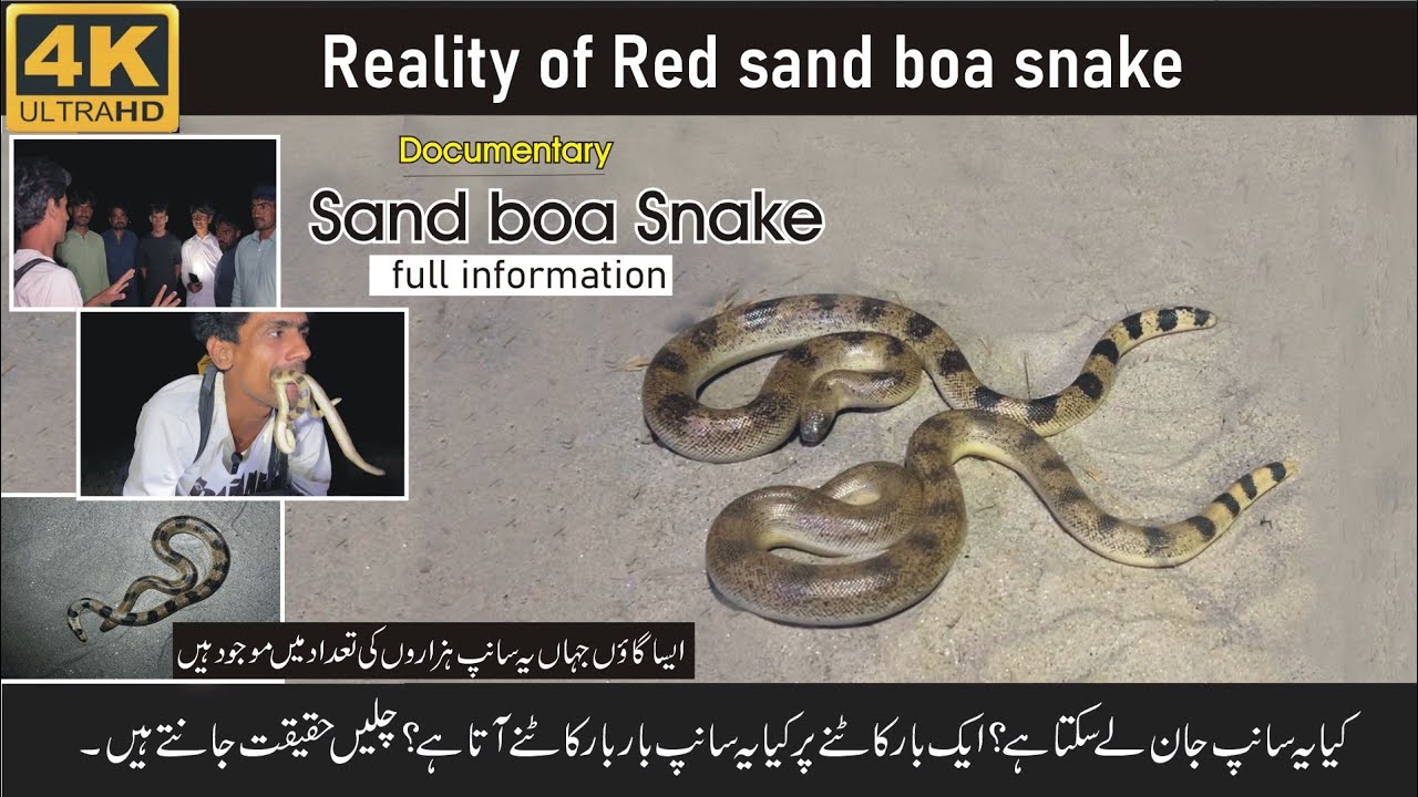 Red Sand Boa Snake| Two face Snake| Full Documentary Or Information - YouTube