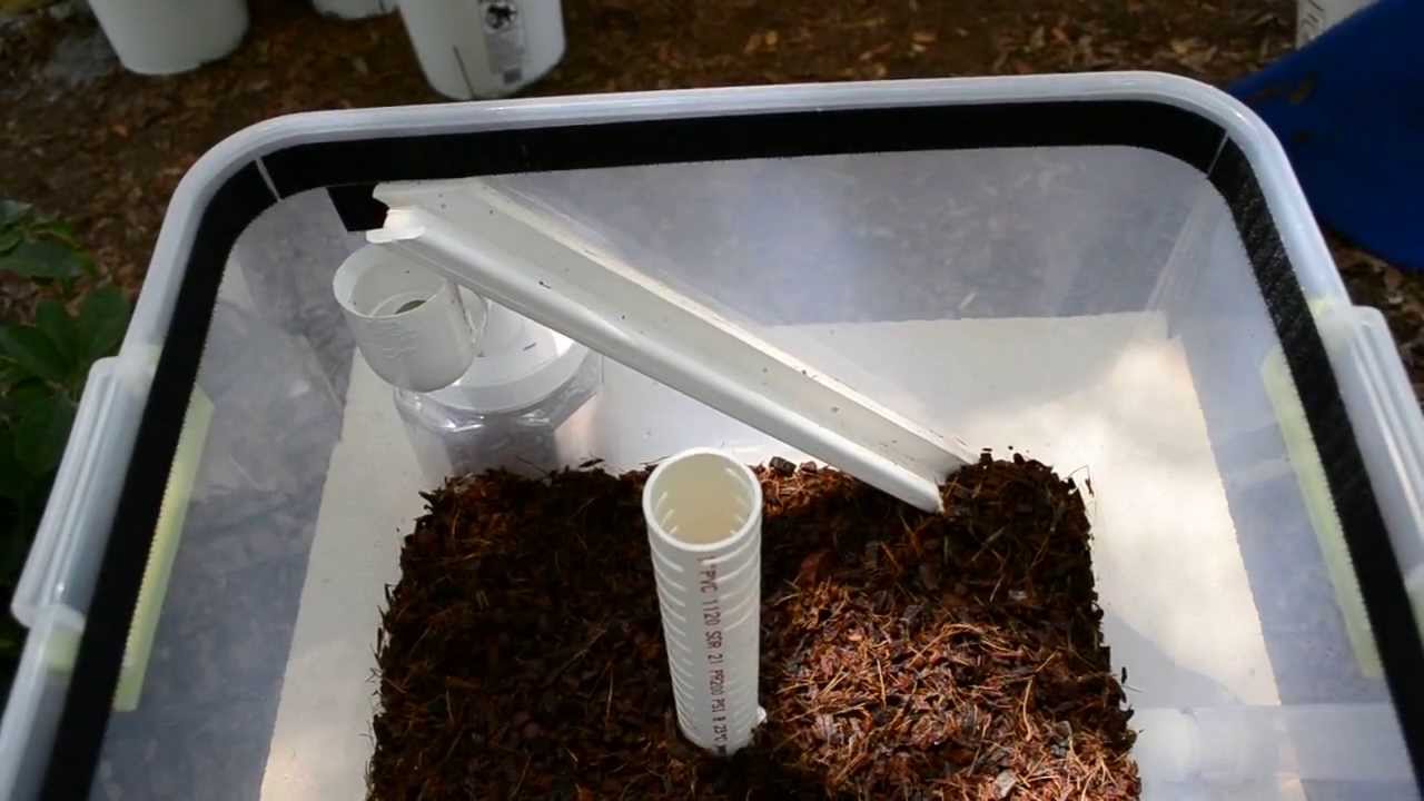 experimental storage box BSF composter - YouTube