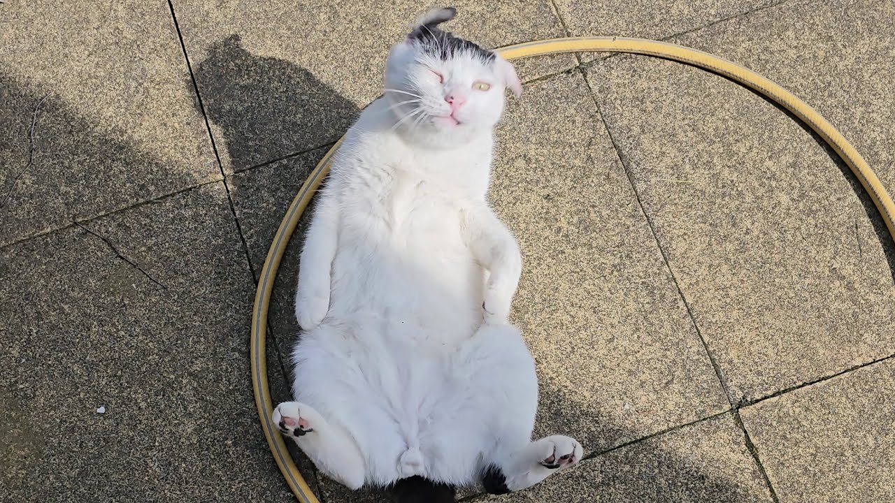 Cow Cat Rolling Around - YouTube