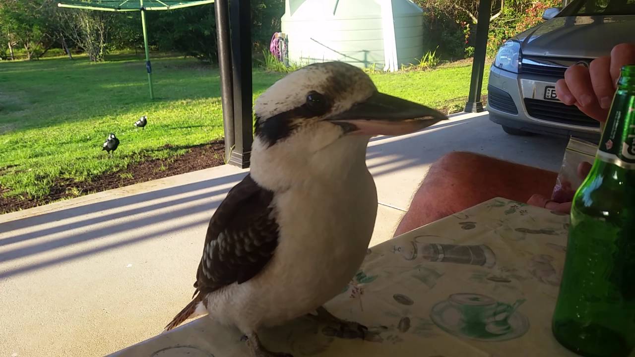 Birdie num num - YouTube